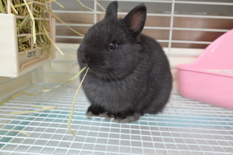 ネザーランドドワーフ No.1332 | うさぎ専門店ラッキーハート- うさぎ専門店ラッキーハート