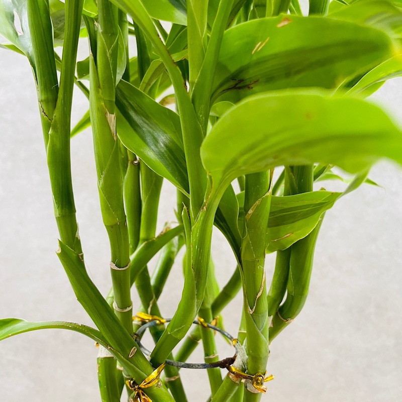観葉植物 ミリオンバンブー 約70cm ドラセナ サンデリアーナ 6号鉢 幸福の竹 開運竹 万年竹 ラッキーバンブー おしゃれな室内インテリア お祝い ドライガーデン | 観葉植物・多肉植物 ...