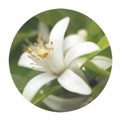 VinX （ヴィンクス）アロマブレンドNo.30