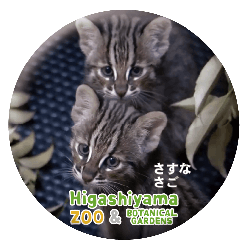 ZOO BADGE-067 ツシマヤマネコ（さご&さすな） | 東山動植物園公式,雑貨,缶バッジ | おもむきストア