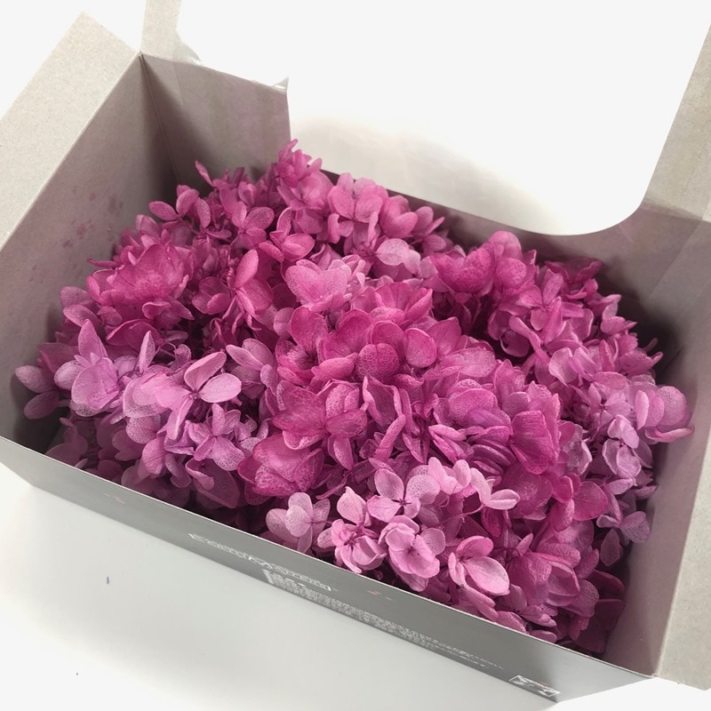 01514-101／ピラミッドアジサイ・フレア・ヘッド／ピンク（次回生産：12月頃） | ドライフラワー／プリザーブドフラワー,大地農園 ...