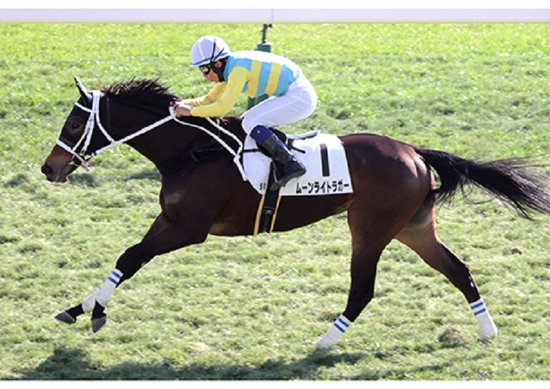 R6・メイクデビュー京都（12/28）5Rレースパネル ムーンライトラガー | サンスポe-shop