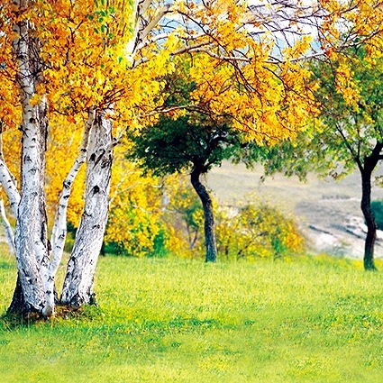 北京製B-3546撮影用背景布★多サイズ対応(0.5m x 0.9～3m x 7m）★ | 背景布(受注生産用) 8000種以上!!,四季 ...