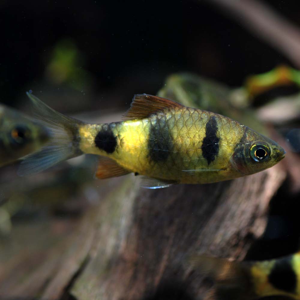 プンティウス・ナラヤニィ 1匹（5匹8,980円） | すべての商品 | Aquarium TALLMAN