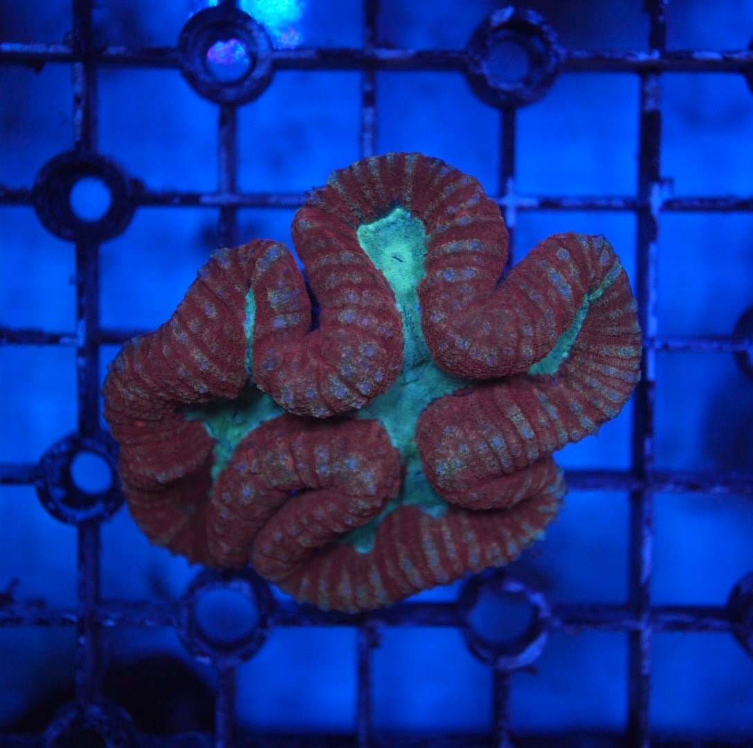 AUS産 ハナガタサンゴ ～マウスグリーンオレンジ～ No.13 | サンゴ,LPS Coral,その他ぷくぷく系 | Aquarium ...