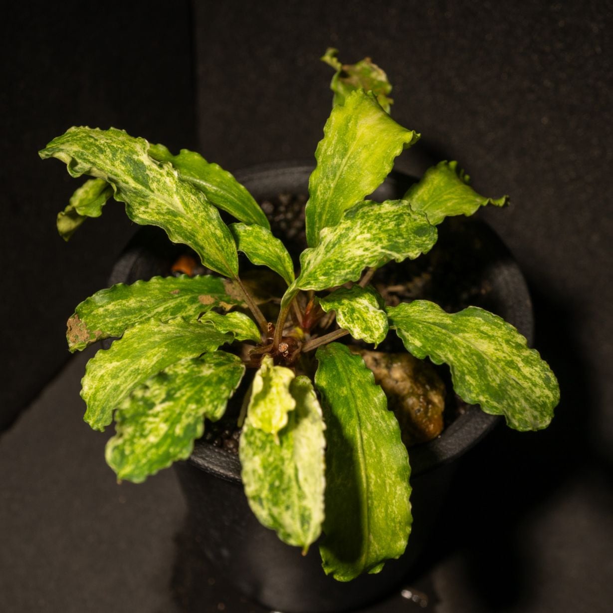Bucephalandra sp.Green wavy 斑入り | すべての商品 | Aquarium TALLMAN