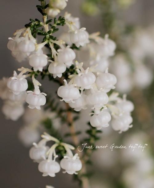 Erica formosa. ぽってりと可愛い小花 『スズランエリカ』 | すべての商品 | | Junk sweet Garden tef*tef*