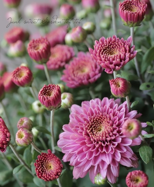 ベルギーマム 『GEDIFLORA -ゲディフローラ-』 ピンク | すべての商品 | | Junk sweet Garden tef*tef*