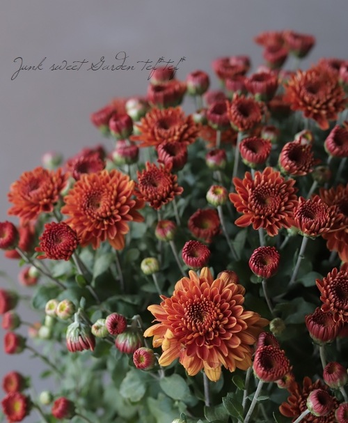 ベルギーマム 『GEDIFLORA -ゲディフローラ-』 ブラウン | すべての商品 | | Junk sweet Garden tef*tef*