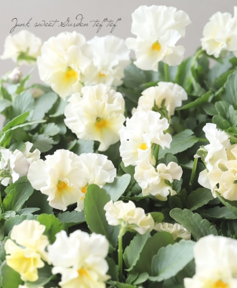 フリル咲きパンジー 『シエルブリエ』 【クリーム系】 花日和オリジナル | すべての商品 | | Junk sweet Garden tef*tef*