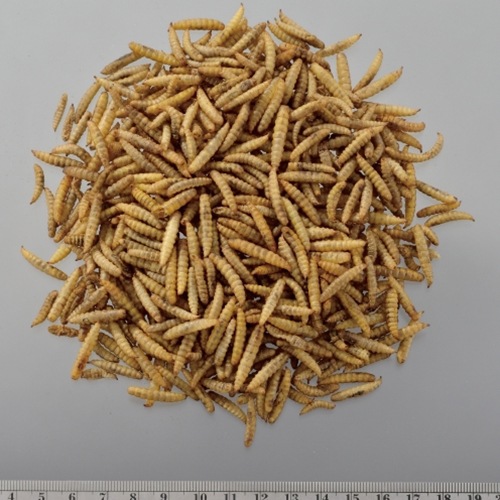 RepDeli バグプレミアム 45g GEX（ジェックス） 爬虫類 昆虫食 雑食性 エサ フード アメリカミズアブ 安心 安全 トカゲ レオパ | TOPCREATE