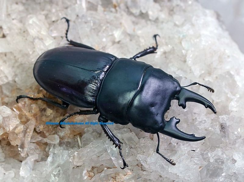 2025,7/8新着WILD 世界最高峰!!インド便 ヒペリオンssp. No,1 ♂A-54mm右顎先欠け♀完品ペア | Ultimate ...