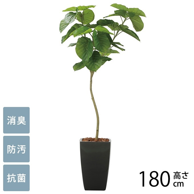 フェイクグリーン 鉢植え 大型 観葉植物 人工樹木 アーバンスタイル フレッシュウンベラータ 1.8m | 商品種別,グリーン,フェイクグリーン,ポット | uminecco（ウミネッコ）