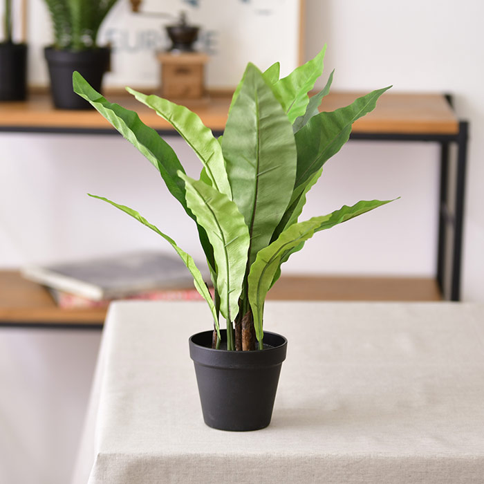 Brown. ブラウン フェイクグリーン アスプレニウム ポット 45 | 商品種別,グリーン,フェイクグリーン,ポット | uminecco（ウミネッコ）