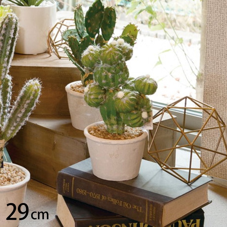 多肉植物 エキノプシス ポット | 商品種別,グリーン,フェイクグリーン,ポット | uminecco（ウミネッコ）