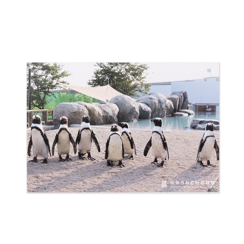 仙台うみの杜水族館ポストカード ケープペンギン | グッズ,ポストカード | 仙台うみの杜水族館 オンラインストア