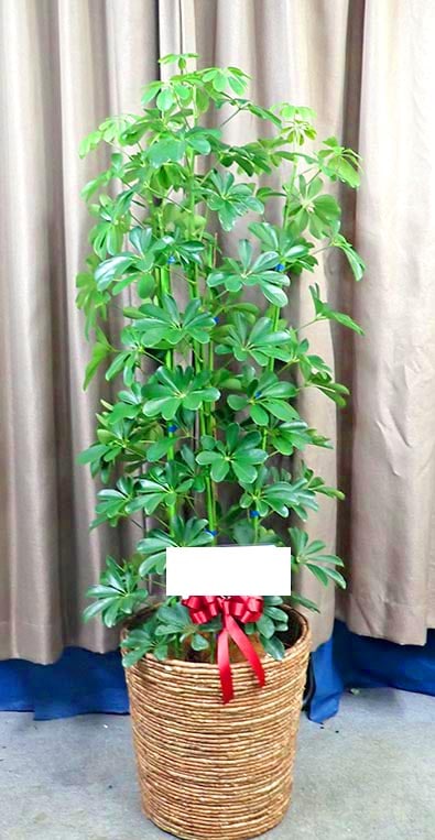 カポック【G-014】