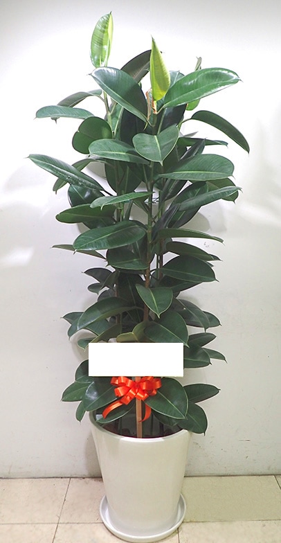 ゴムの木【G-024】