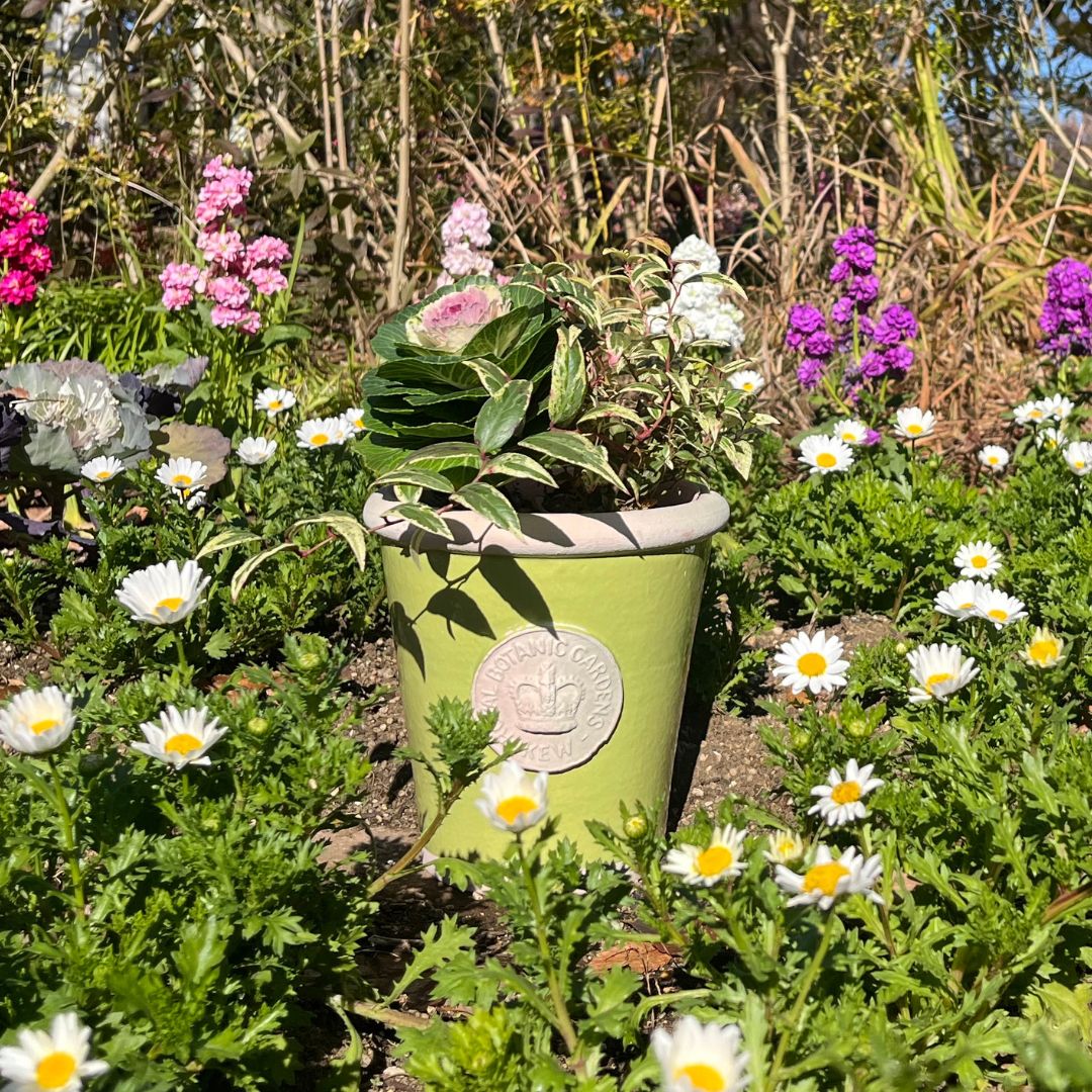 Kew Pots ライム Mサイズ 植木鉢 キューポット | Kew Long Tom Pot, Lime M | Terrace ...