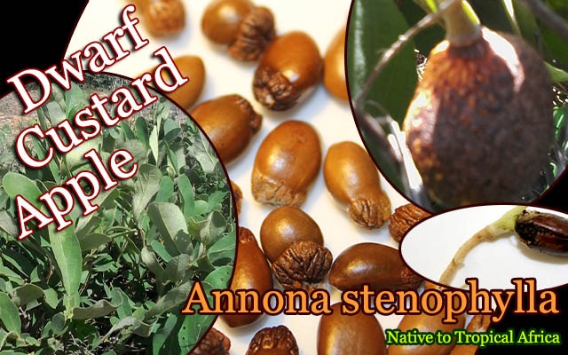 アンノナ・ステノフィラ(Annona stenophylla)種子[バンレイシ科熱帯果樹・ドワーフカスタードアップル] 販売店