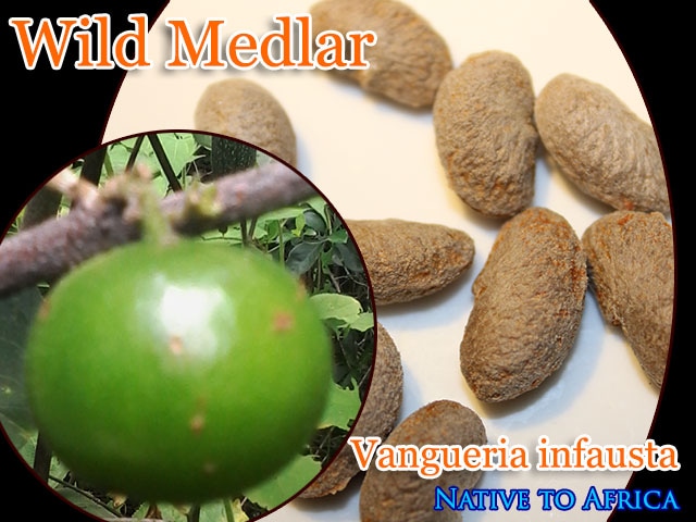 [熱帯果樹]ヴァングエリア・インファウスタ(Vangueria infausta)種子[ワイルド・メドゥラー] 販売店