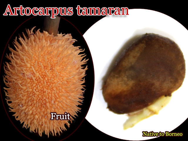 Artocarpus tamaran(アルトカルプス・タマラン)種子[熱帯果樹・予約商品] 販売店