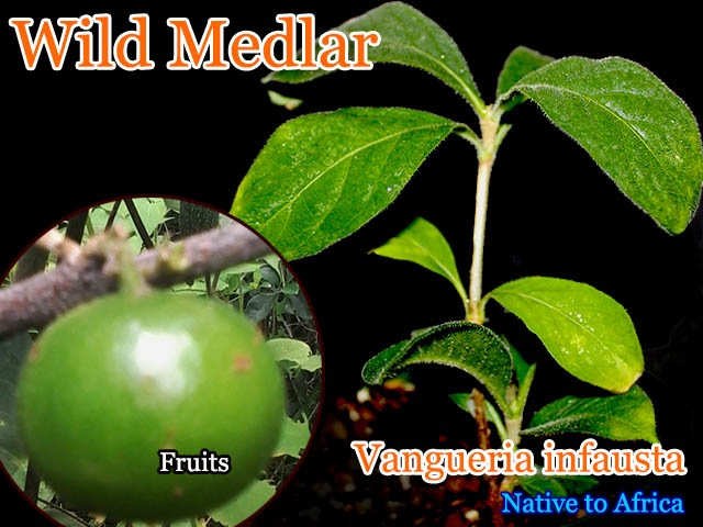 [希少熱帯果樹・ワイルド・メドゥラー]ヴァングエリア・インファウスタ(Vangueria infausta)苗 販売店