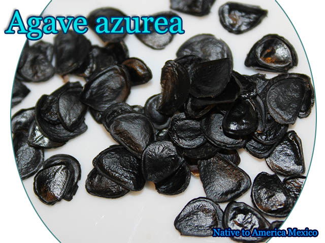 アガベ・アズレア(Agave azurea)種子[アガベ種子・予約商品] 販売店