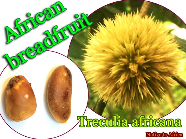 Treculia africana(トレクリア・アフリカーナ)種子[アフリカン ブレッドフルーツ] 販売店