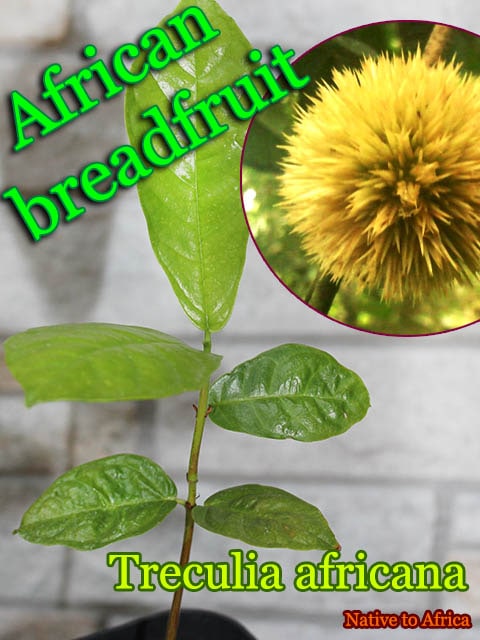 Treculia africana(トレクリア・アフリカーナ)苗[巨大果アフリカン ブレッドフルーツ] 販売店