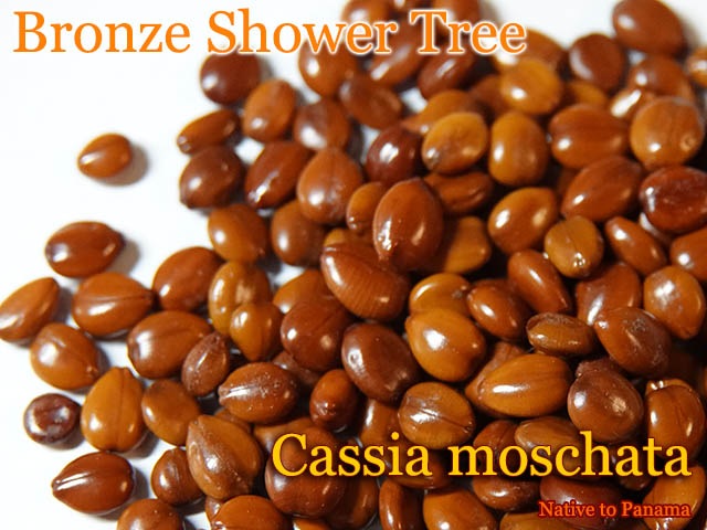 Cassia moschata(ブロンズシャワーツリー)種子[熱帯花木] 販売店