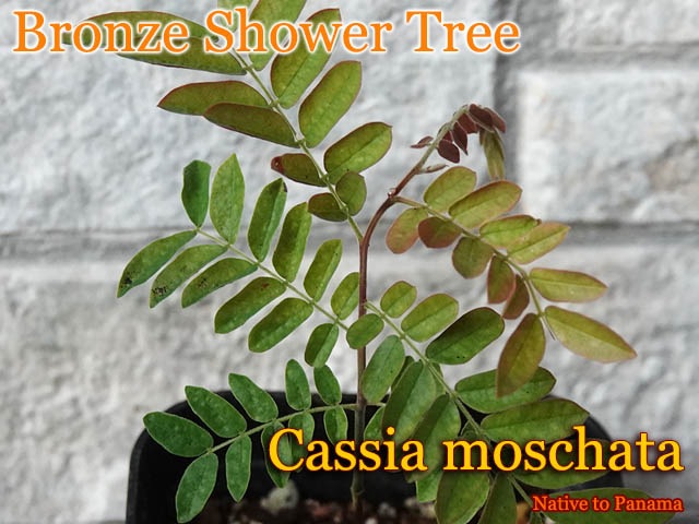 Cassia moschata(ブロンズシャワーツリー)幼苗[熱帯花木] 販売店