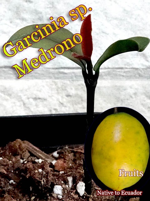 Garcinia sp medrono(ガルシニア・メドロノ)苗[熱帯果樹] 販売店
