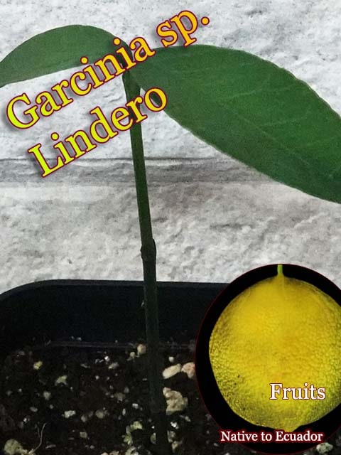 Garcinia sp Lindero苗[熱帯果樹] 販売店