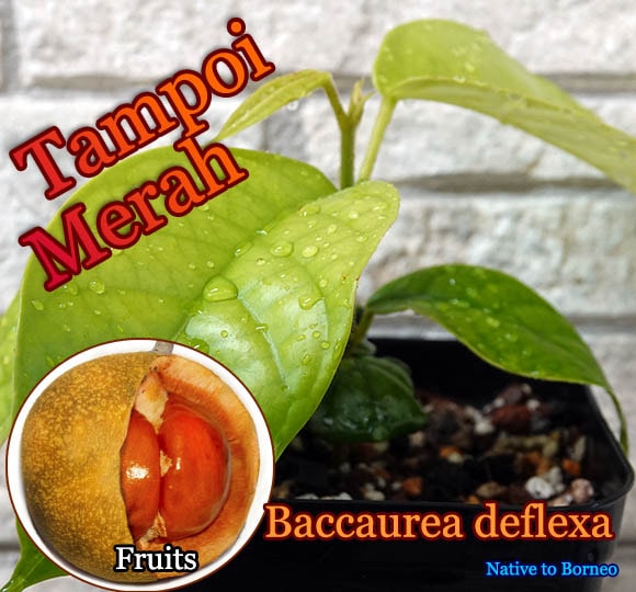 バカウレア・デフレクサ(Baccaurea deflexa)苗[タンポイ・メラ/熱帯果樹] 販売店