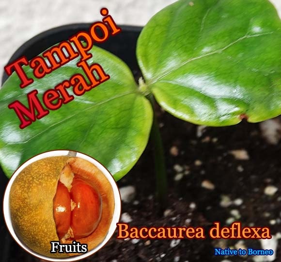 Baccaurea deflexa(バッカウレア・デフレクサ)種子 販売店