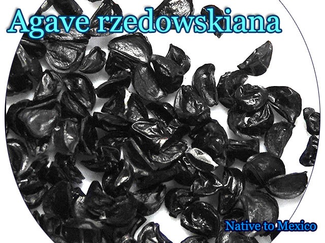 Agave rzedowskiana(アガベ・ゼドウスキアナ)種子 販売店
