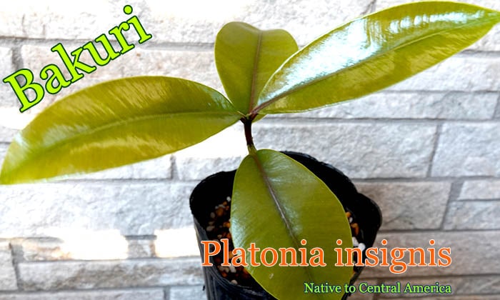 Platonia insignis(プラトニア・インシグニス)苗[バクリ・熱帯果樹] 販売店