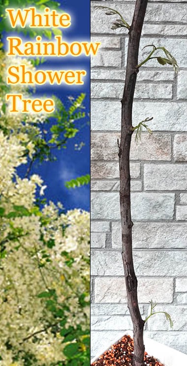ホワイト・レインボーシャワーツリー(White Rainbow Showe tree.)苗 販売店
