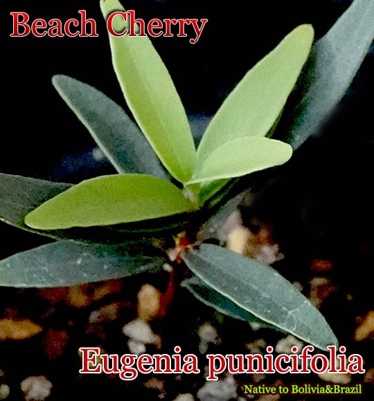 Eugenia punicifolia(ユーゲニア・プニキフォリア)苗[熱帯果樹] 販売店