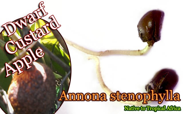 アンノナ・ステノフィラ(Annona stenophylla)発根種子[バンレイシ科熱帯果樹・予約商品] 販売店