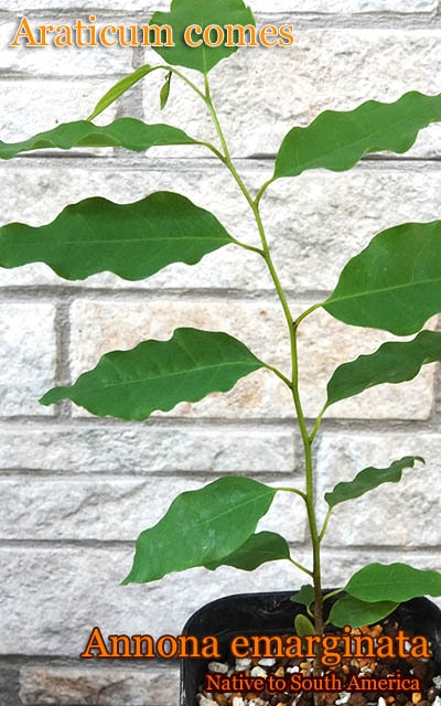 Annona emarginata(アンノナ・エマージナータ)苗[バンレイシ科熱帯果樹] 販売店