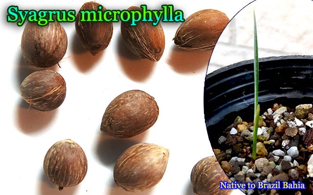Syagrus microphylla(シアグルス・ミクロフィラ)種子[予約商品] 販売店