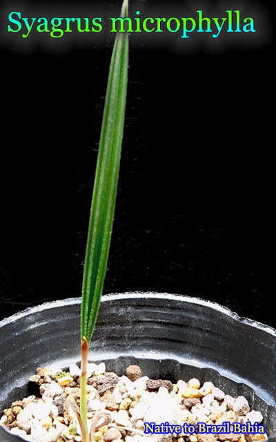 Syagrus microphylla(シアグルス・ミクロフィラ)苗 販売店