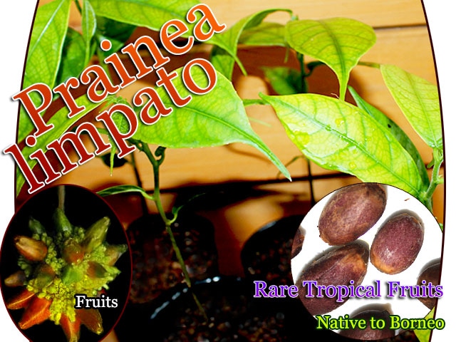 Artocarpus limpato(アルトカルプス・リンパト)種子[Prainea limpato(予約商品] 販売店