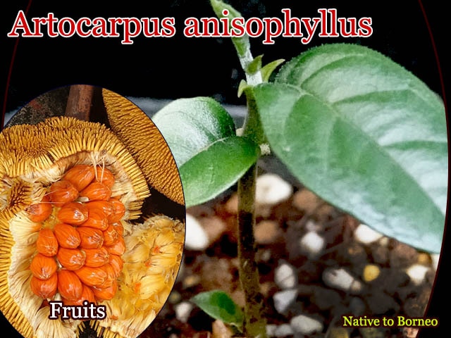 Artocarpus anisophyllus(アルトカルプス・アニソフィルス)苗 販売店