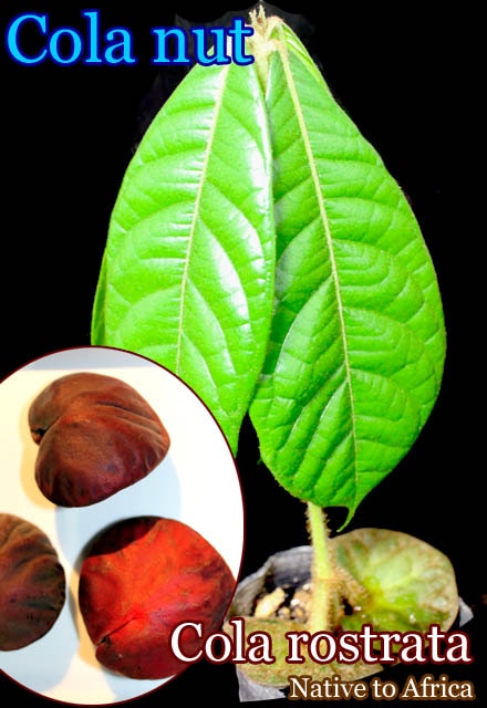コーラ・ロストラータ(Cola rostrata)苗[トロピカルフルーツ・予約商品] 販売店