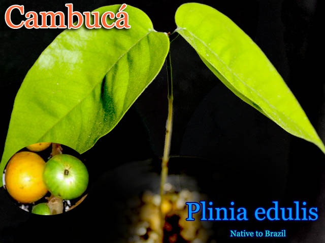 Plinia edulis(プリニア・エドゥリス)苗[熱帯果樹] 販売店