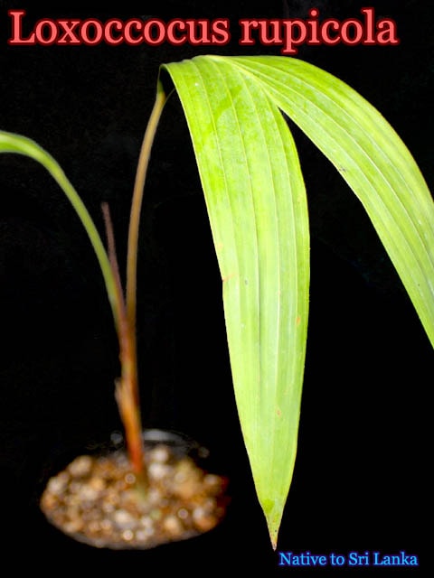 [希少カラーリーフヤシ]ロクソコックス・ルピコラ(Loxococcus rupicola)苗 販売店