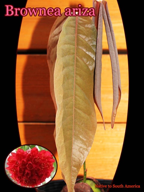 ブロウネア アリーザ(Brownea ariza)苗[カラーリーフ・美花熱帯花木] 販売店